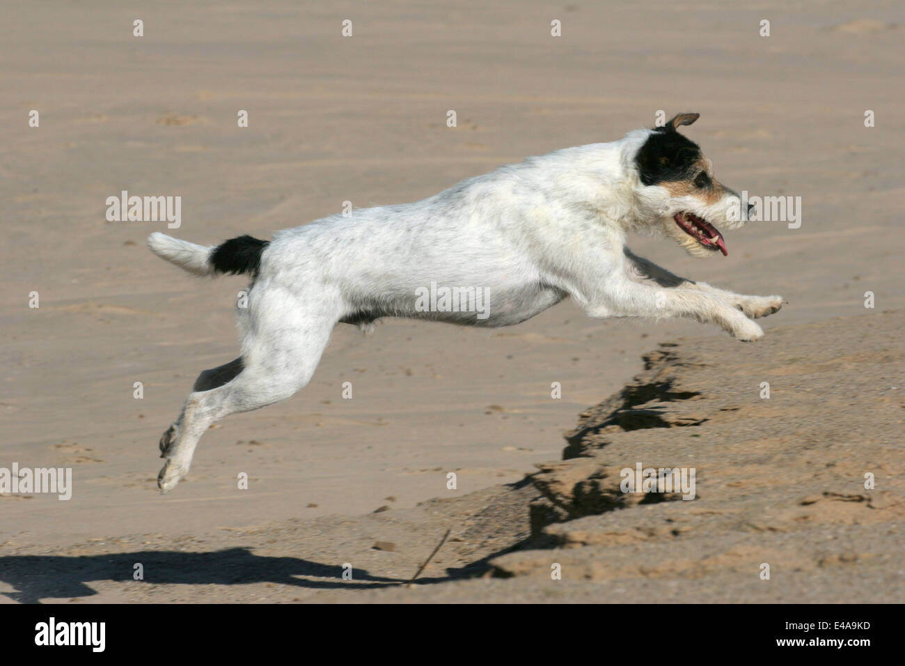 running Parson Russell Terrier Stock Photo - Alamy