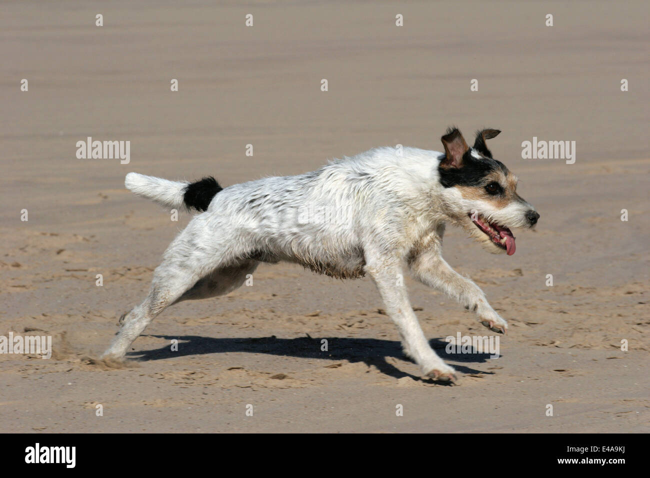 running Parson Russell Terrier Stock Photo - Alamy