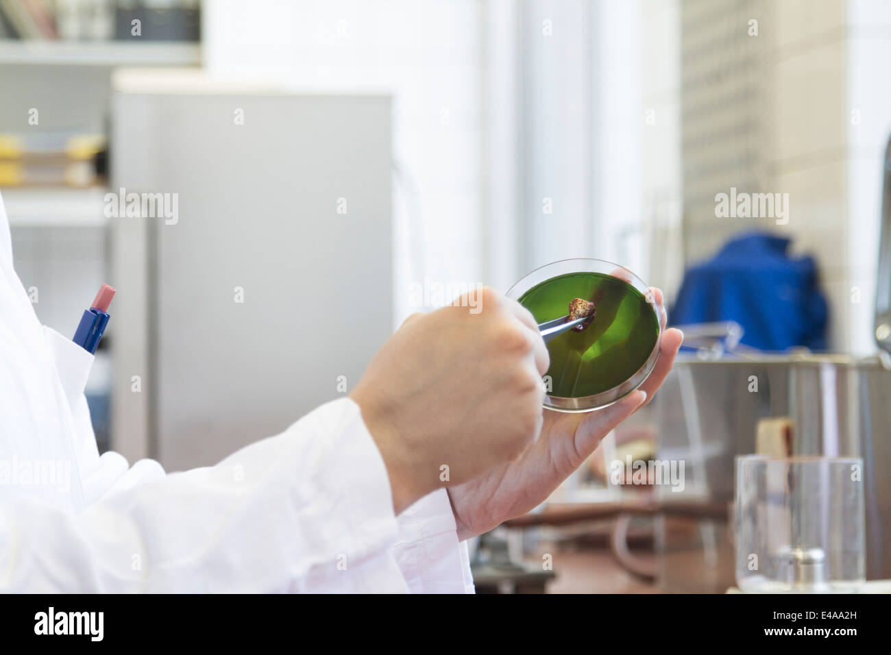Female food analyst working in laboratory, partial view Stock Photo - Alamy