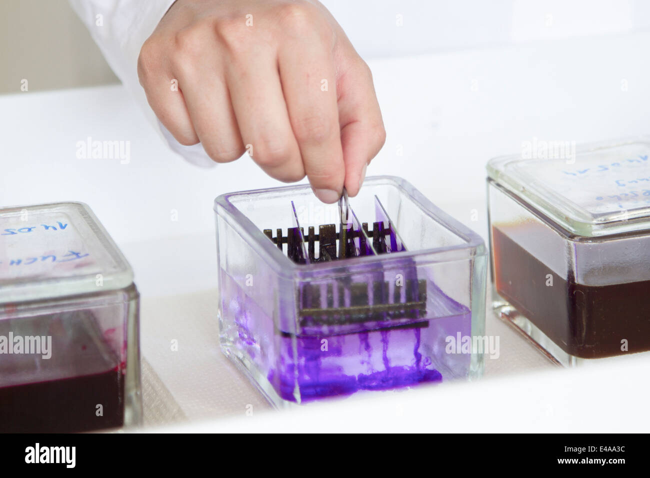 Female food analyst working in laboratory, detail Stock Photo - Alamy