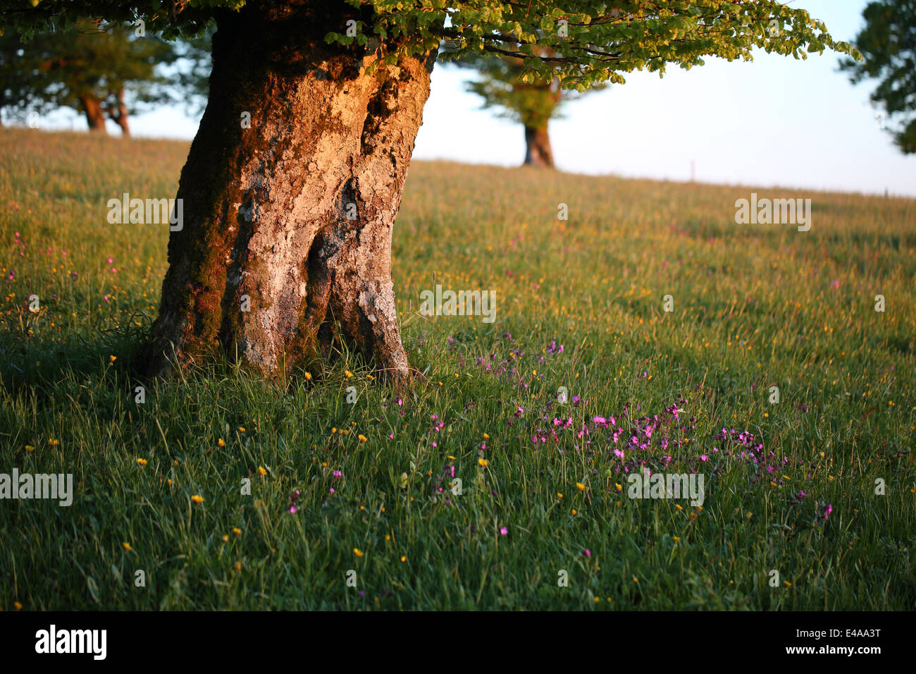 Black beech tree hi-res stock photography and images - Alamy