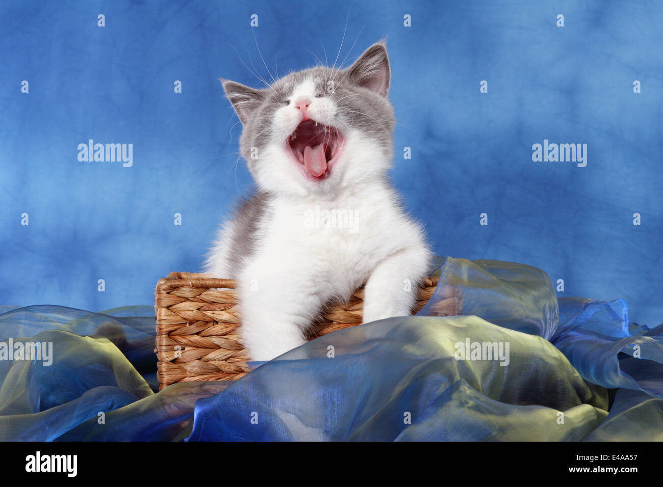 Yawning kitten hi-res stock photography and images - Alamy