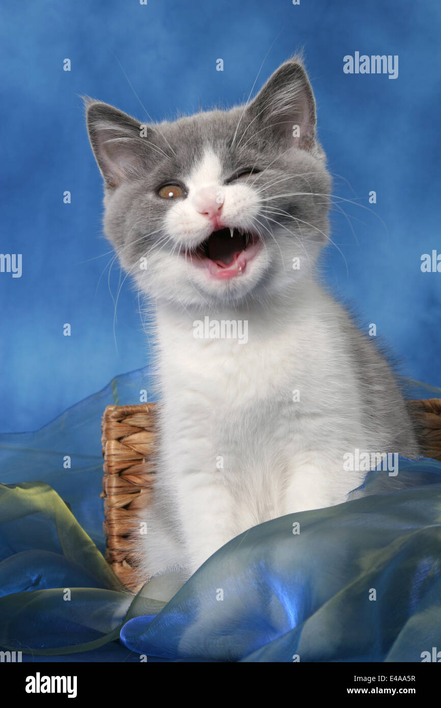 Yawning kitten hi-res stock photography and images - Alamy