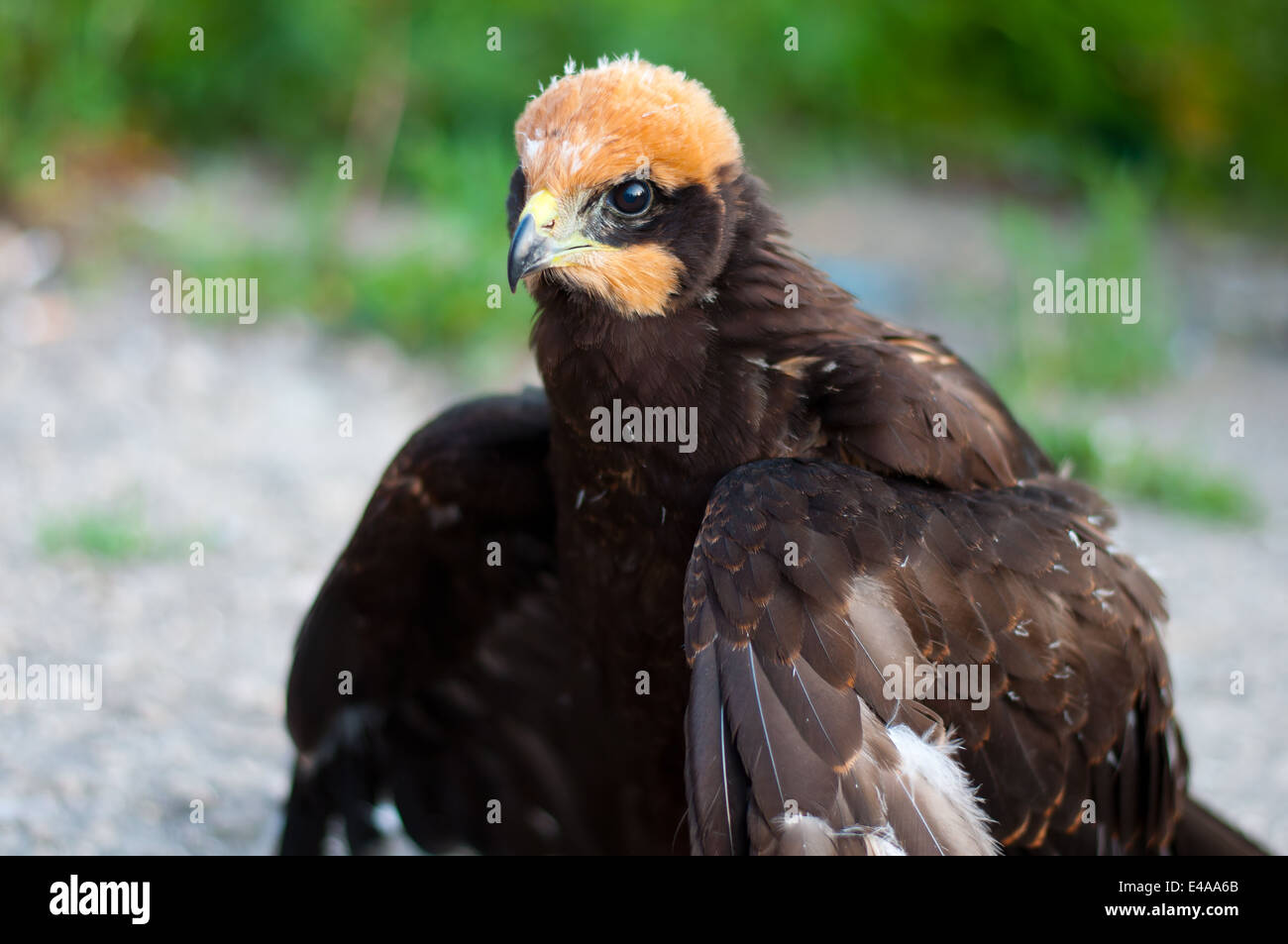 bird fledgling prey chick close nature pen brown head pink orange peach ...
