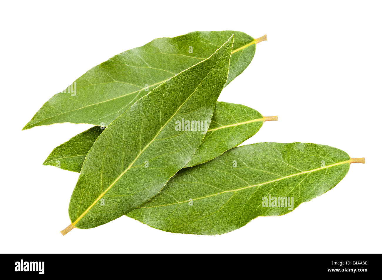 Laurel High Resolution Stock Photography and Images - Alamy