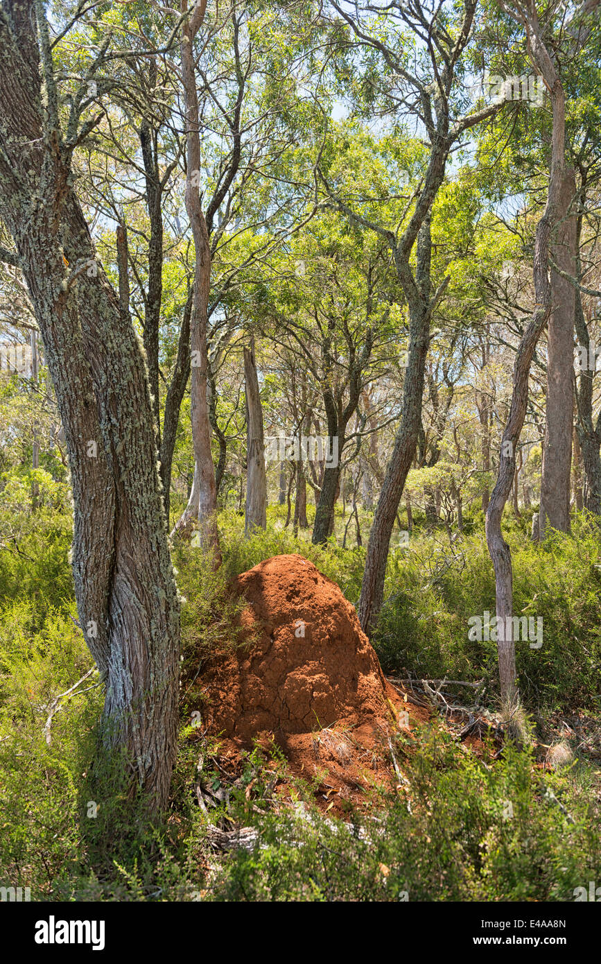 Australia, New South Wales, Ebor, termite hill in the forest Stock ...
