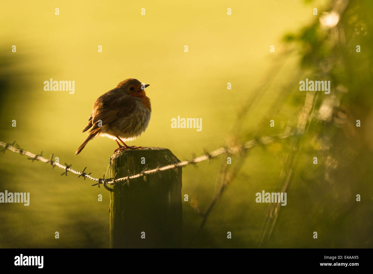 European Robin, Male, Farmland, Cornwall, Uk Stock Photo - Alamy