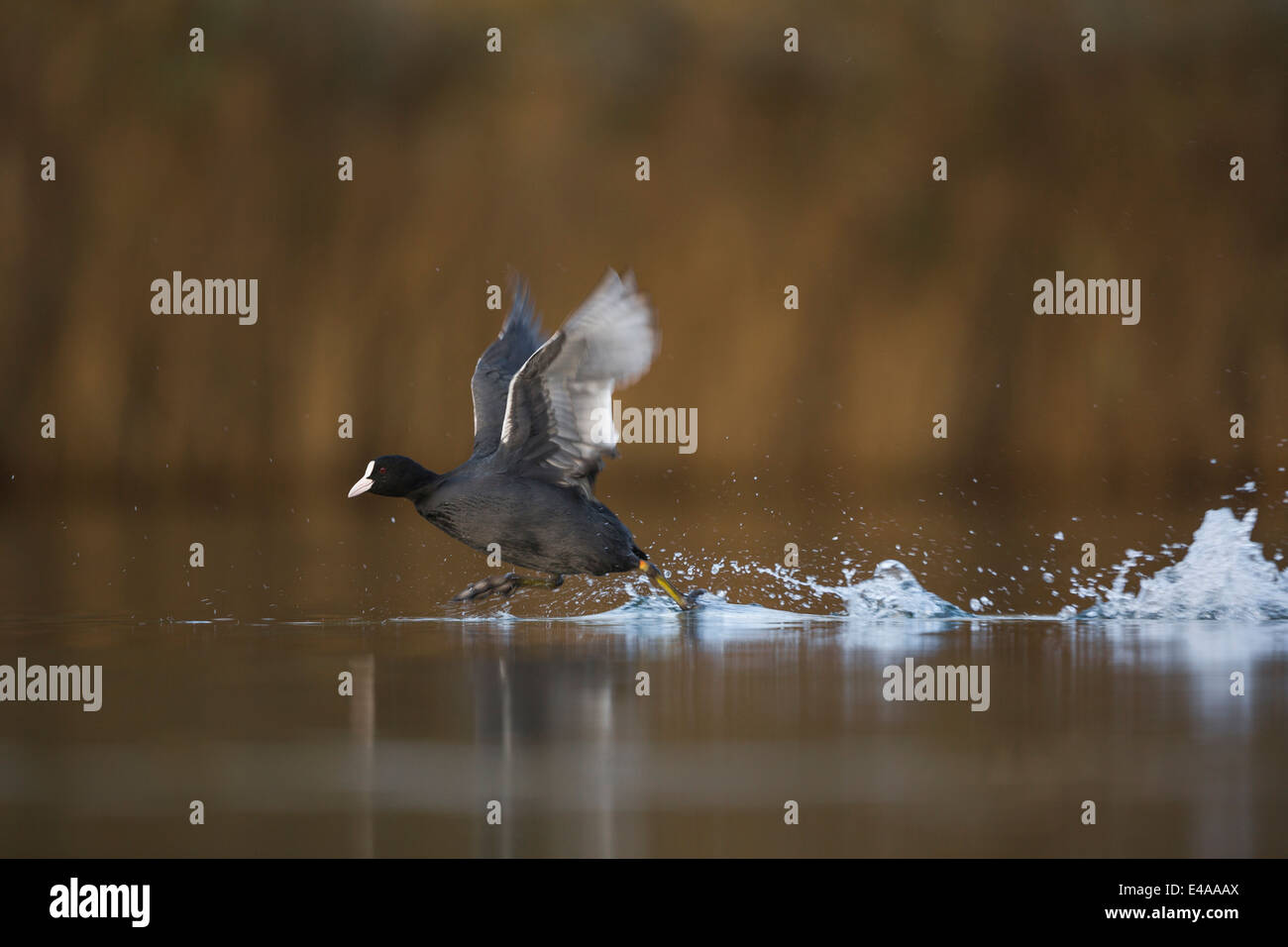 Wildlife of swanpool lake hi-res stock photography and images - Alamy