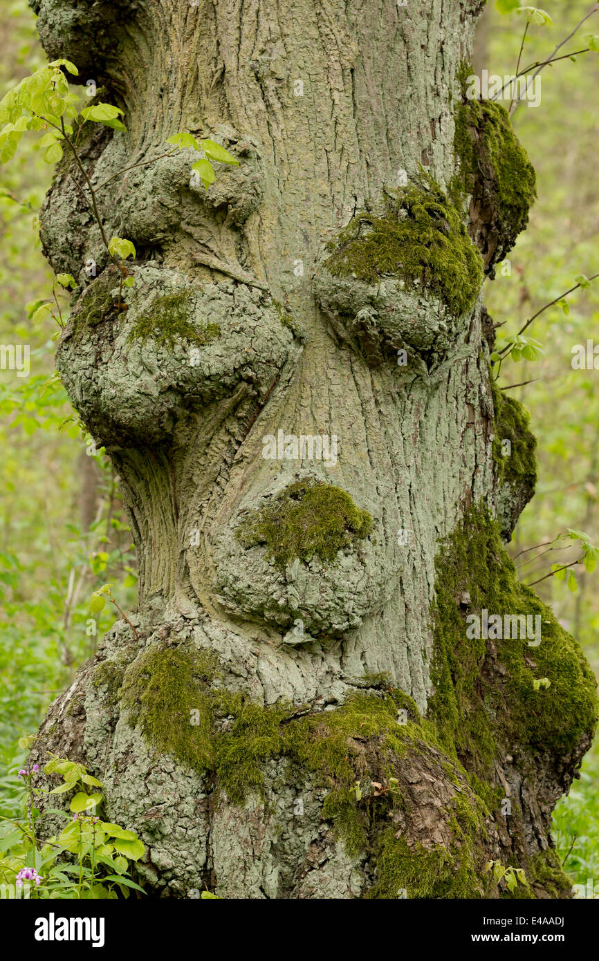 Natural tree with human face hi-res stock photography and images - Alamy