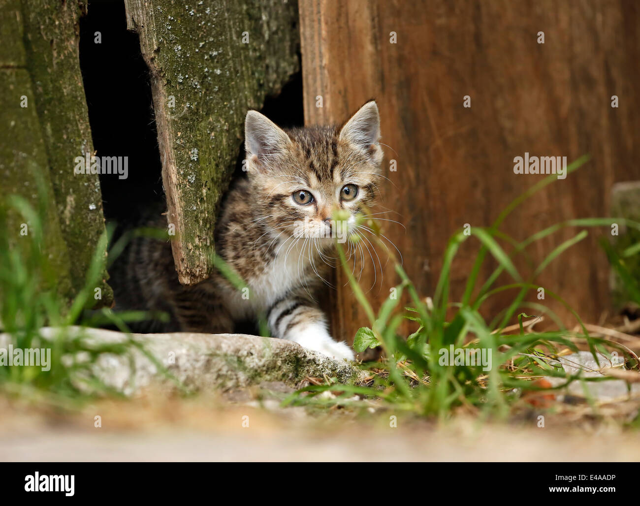 Tabby kitten, Felis silvestris catus, leaving old barn Stock Photo - Alamy