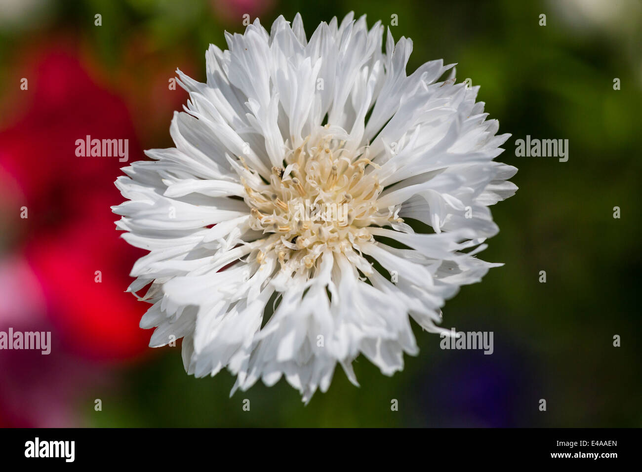 Blossom of white cornflower, Centaurea cyanus Stock Photo - Alamy