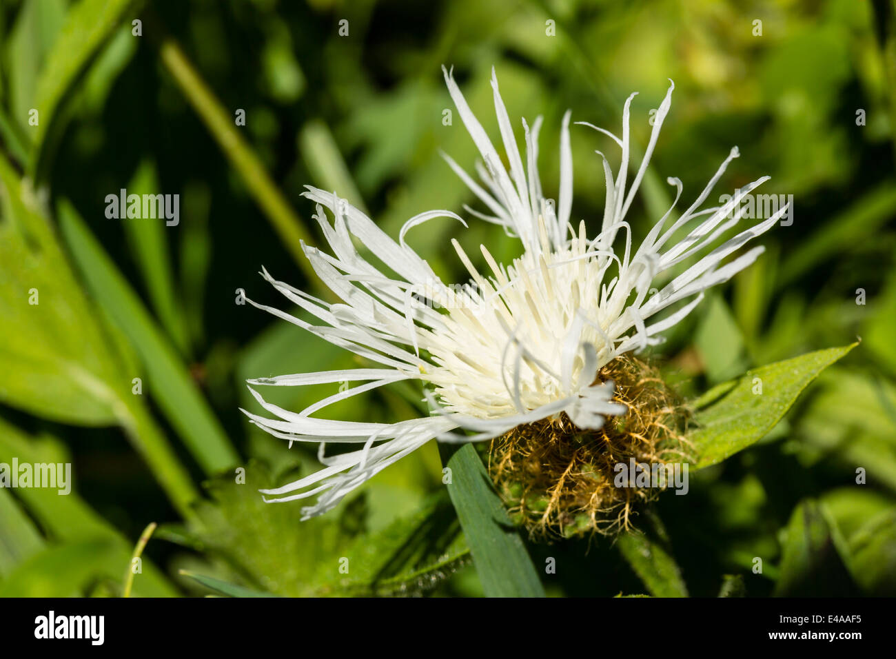 Bossom of white cornflower, Centaurea cyanus, in front of green ...