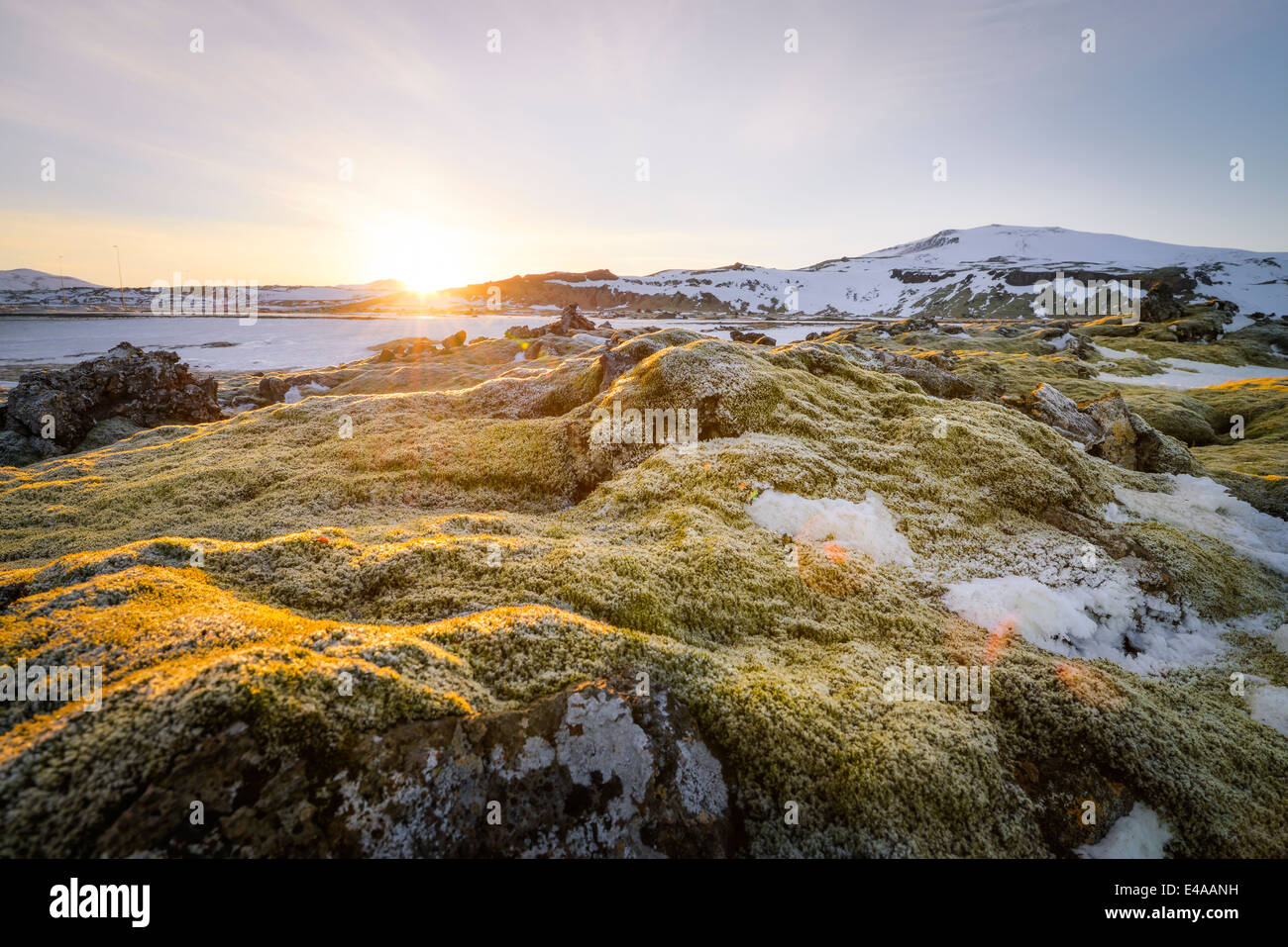Iceland, Field of lava overgrown by moss near Dyrholaey Stock Photo - Alamy