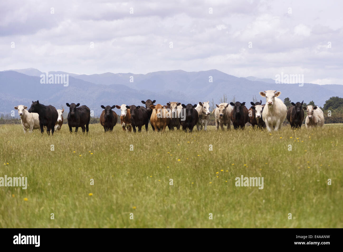 New Zealand, flock of cows standing in a row on grazing land Stock ...