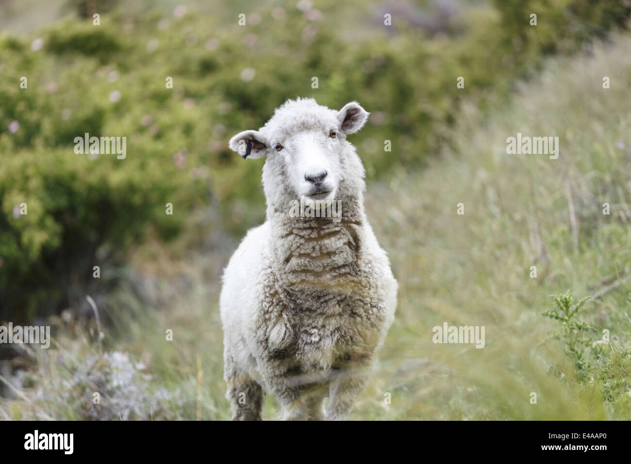 New Zealand, portrait of sheep Stock Photo - Alamy