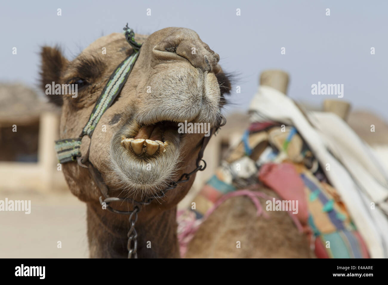 Egypt, Hurghada, portrait of chewing dromedary camel, Camelus ...