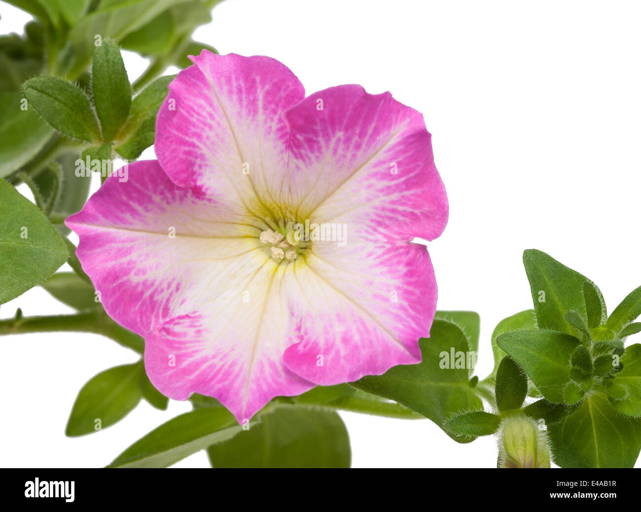 Surfinia hi-res stock photography and images - Alamy