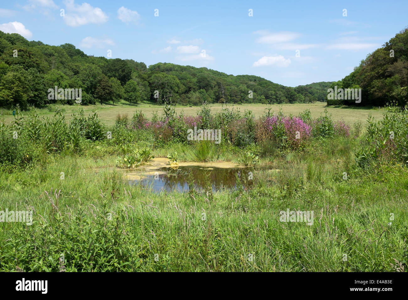 Wildlife Pond in Porthkerry Park near Barry South Wales Stock Photo - Alamy