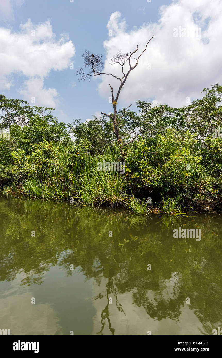 Indonesia riau forest hi-res stock photography and images - Alamy