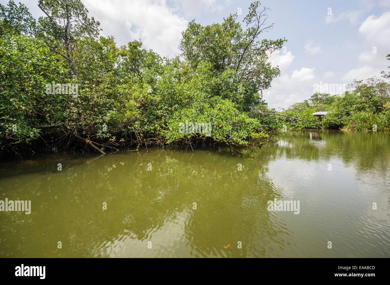 Indonesia, Riau Islands, Bintan Island, Mangrove trees Stock Photo - Alamy