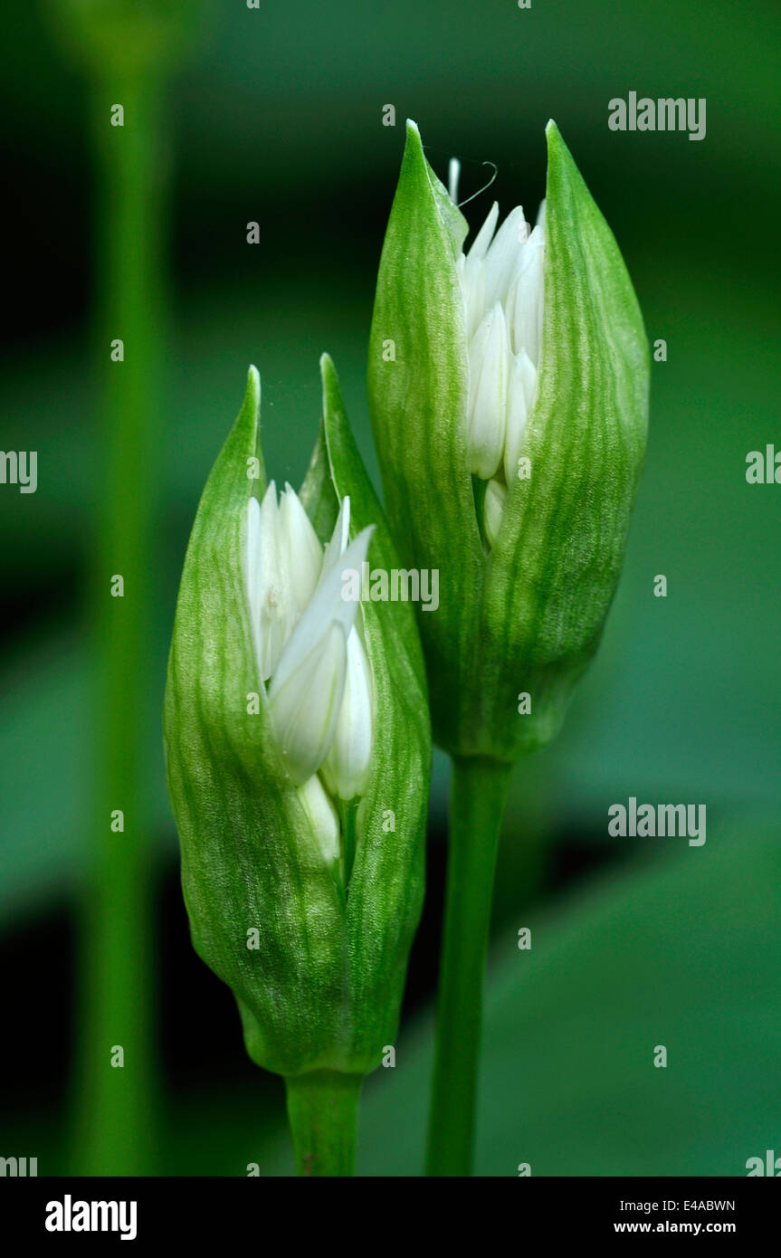 Ramson buds breaking Stock Photo - Alamy