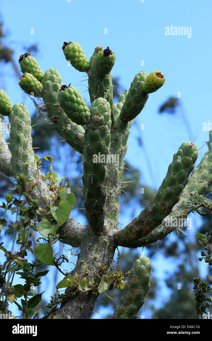 A cactus growing in a garden in Quito, Ecuador Stock Photo - Alamy