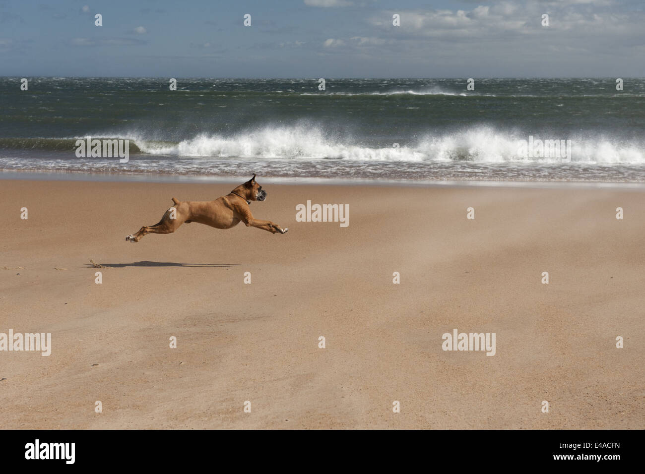 Boxer dog enjoying freedom at the beach Stock Photo - Alamy