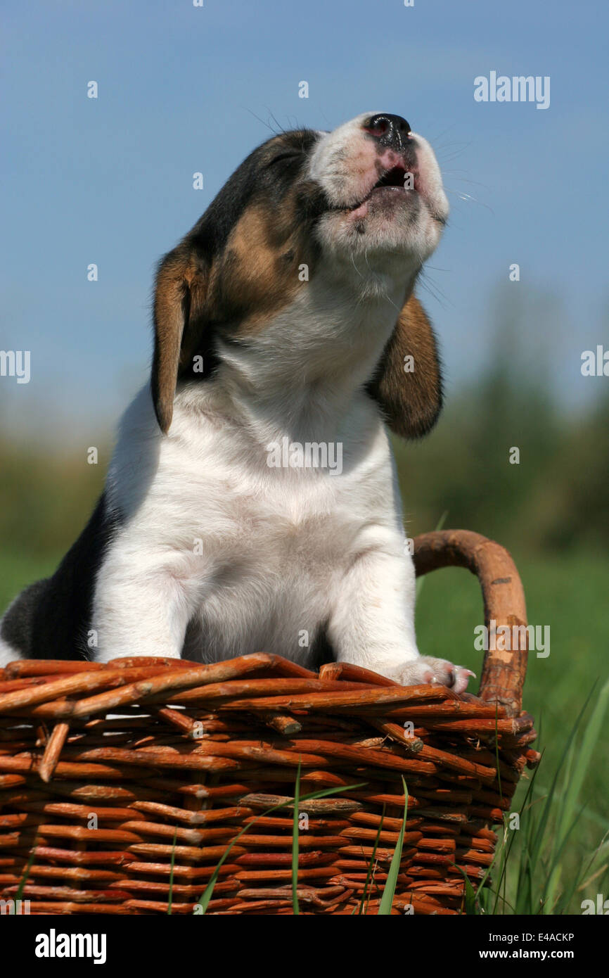 Beagles puppies hi-res stock photography and images - Alamy