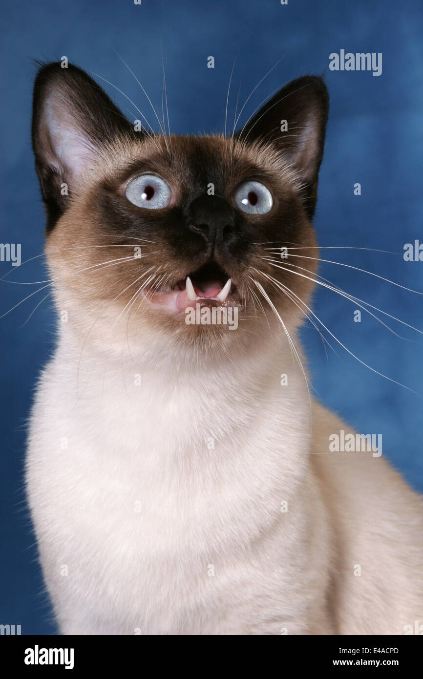 Mewing calls hi-res stock photography and images - Alamy