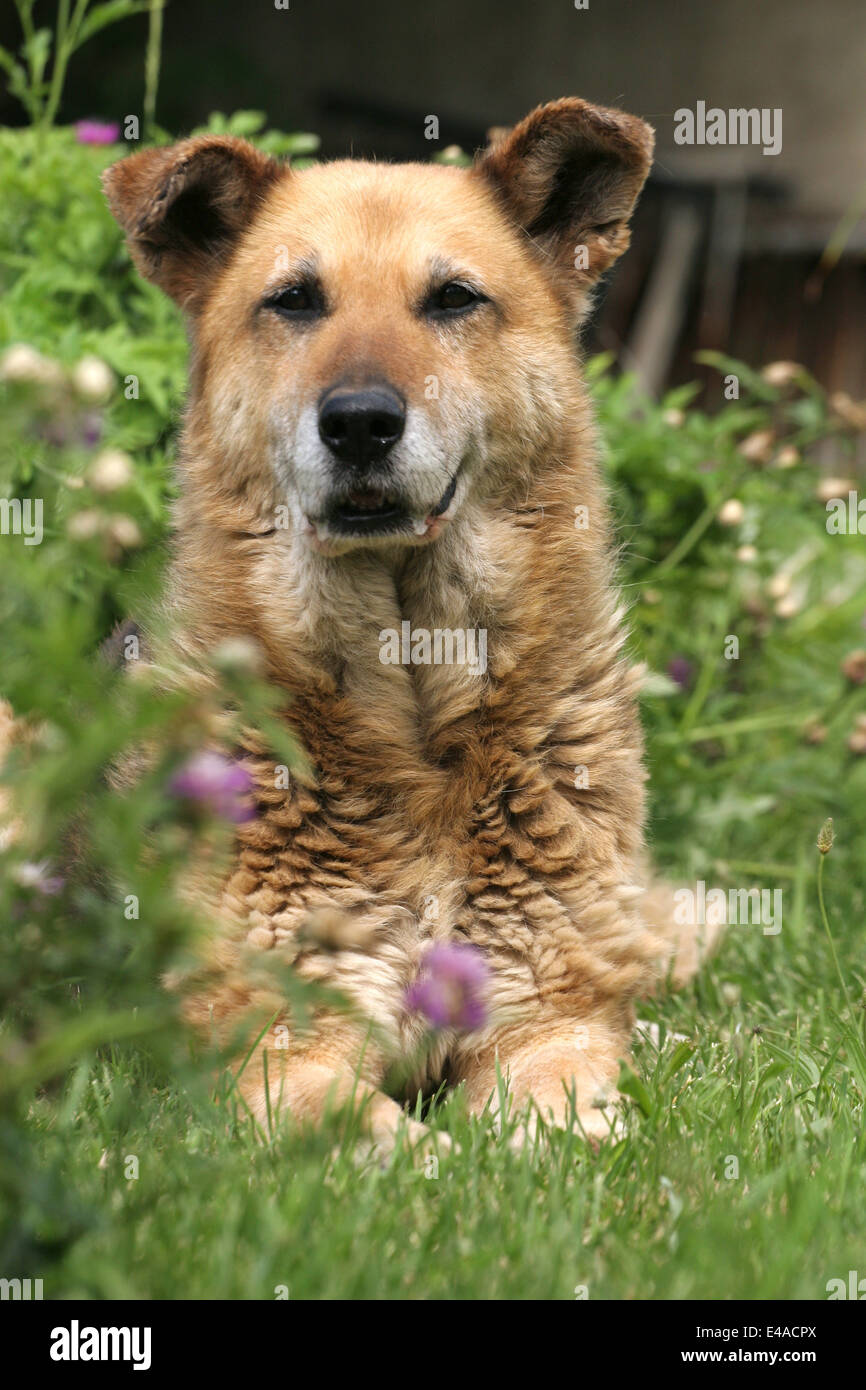 Canine crossbreed hi-res stock photography and images - Alamy