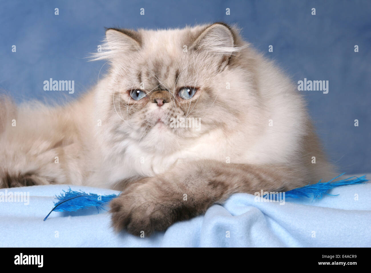 Blue point himalayan cat hi-res stock photography and images - Alamy