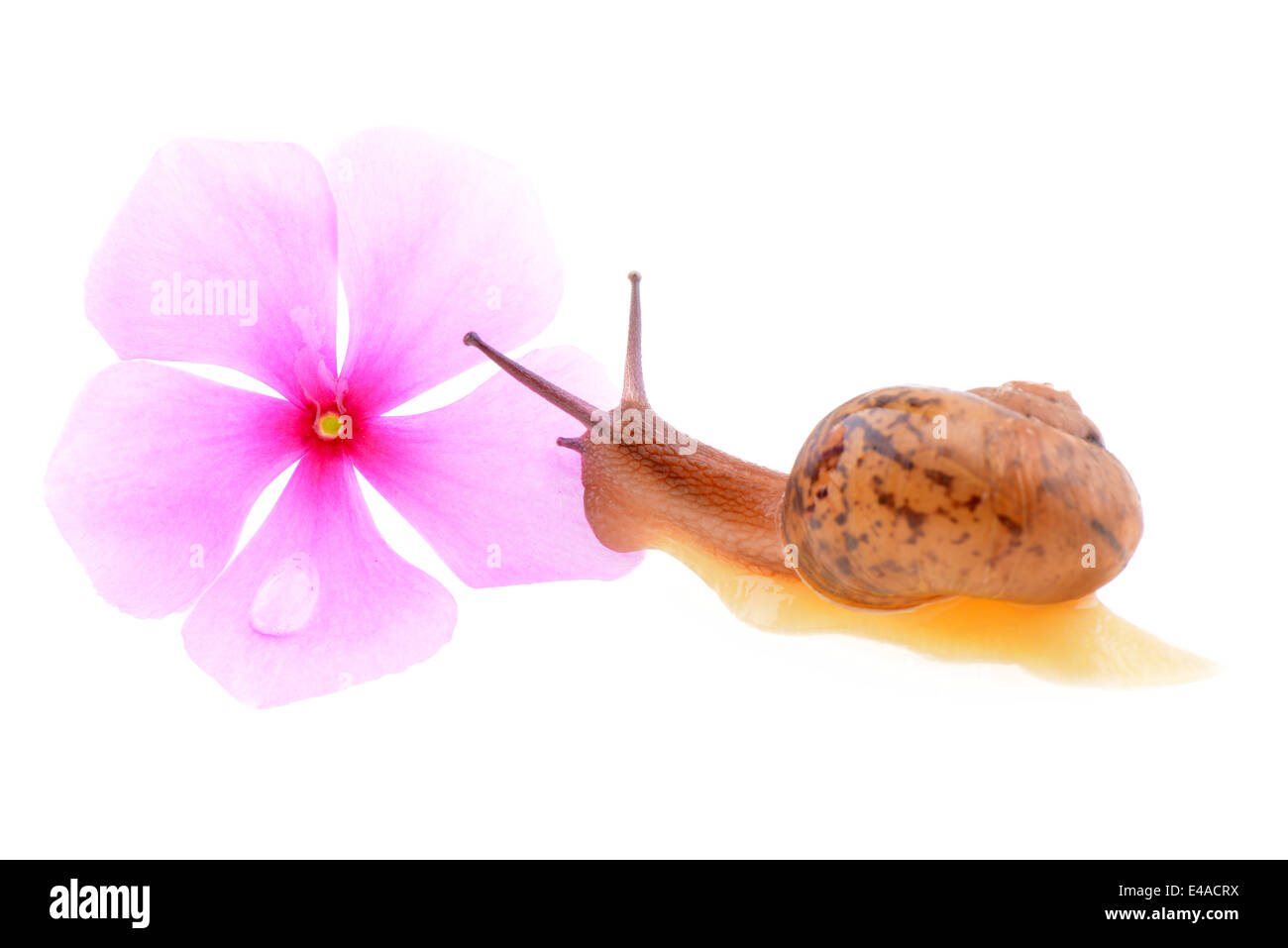 Purple flower with a snail hi-res stock photography and images - Alamy