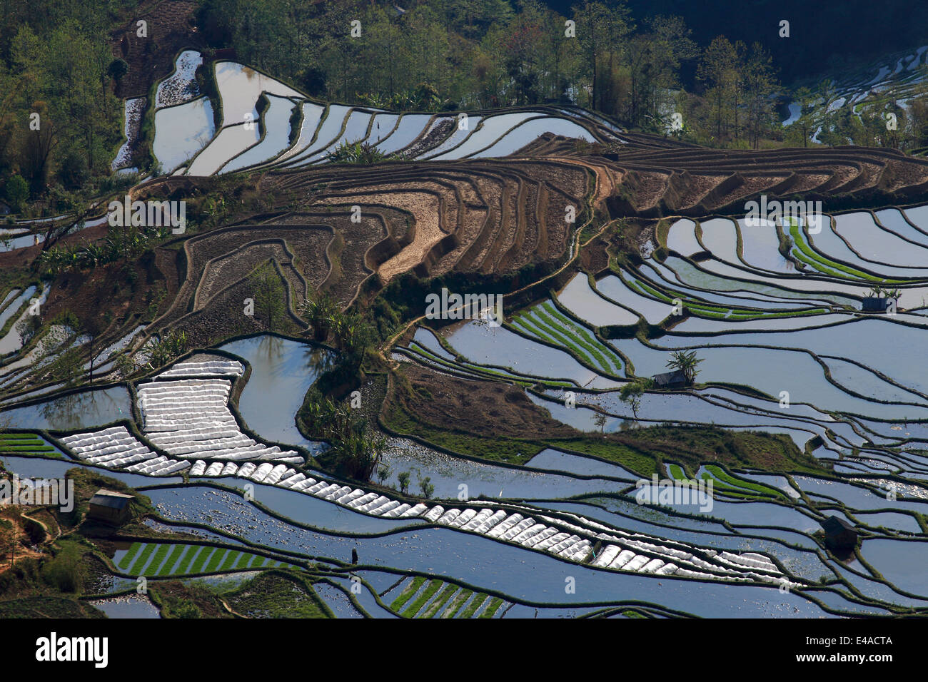 Rice terraces in Yunnan province , China Stock Photo - Alamy