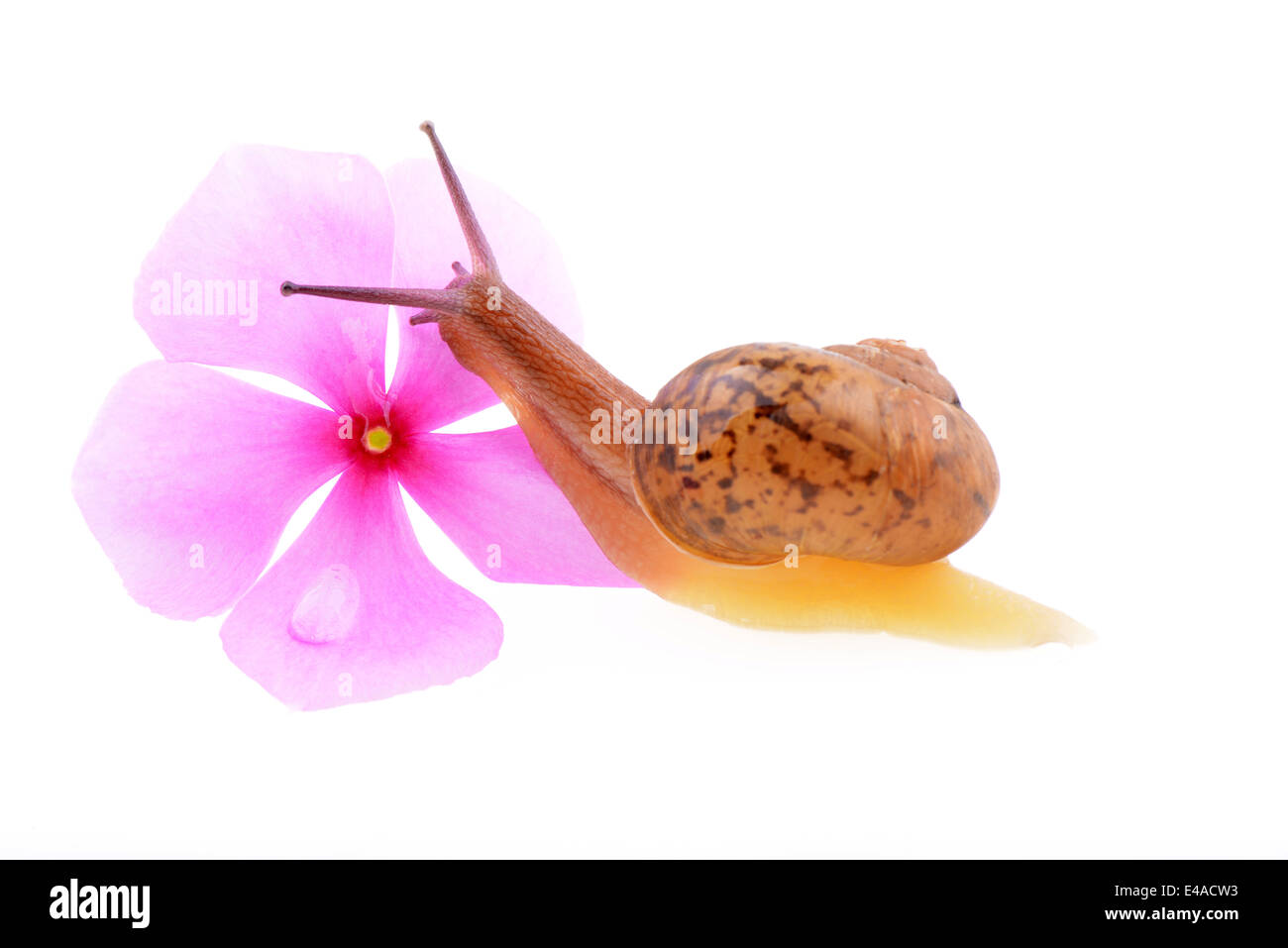 Snail with a purple flower on a white background Stock Photo - Alamy