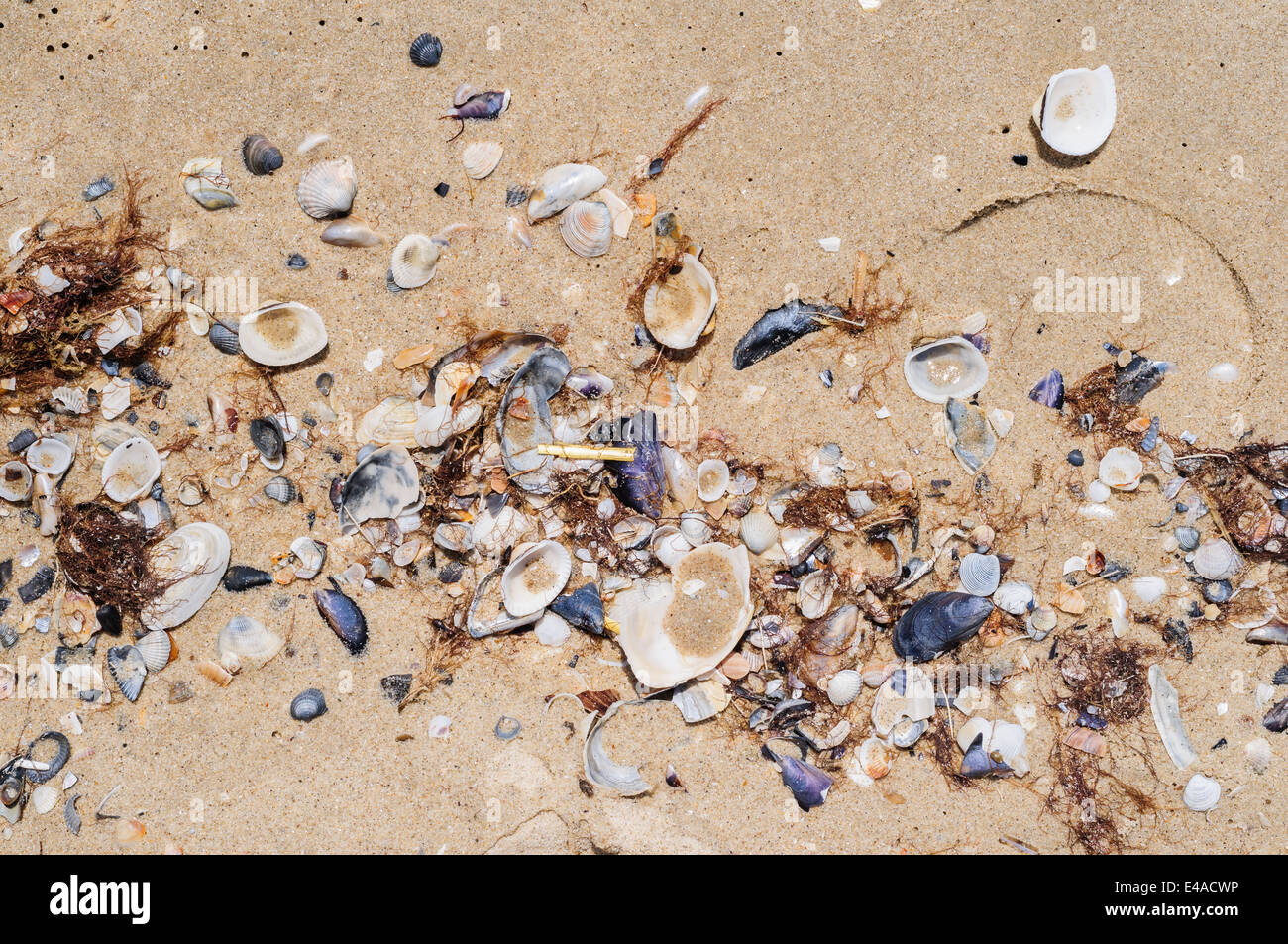 Sea shells on beach sand Stock Photo - Alamy