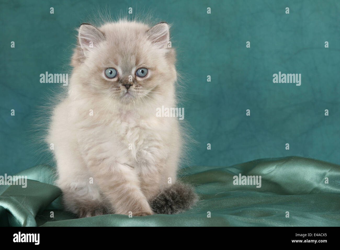 Himalayan tabby hi-res stock photography and images - Alamy