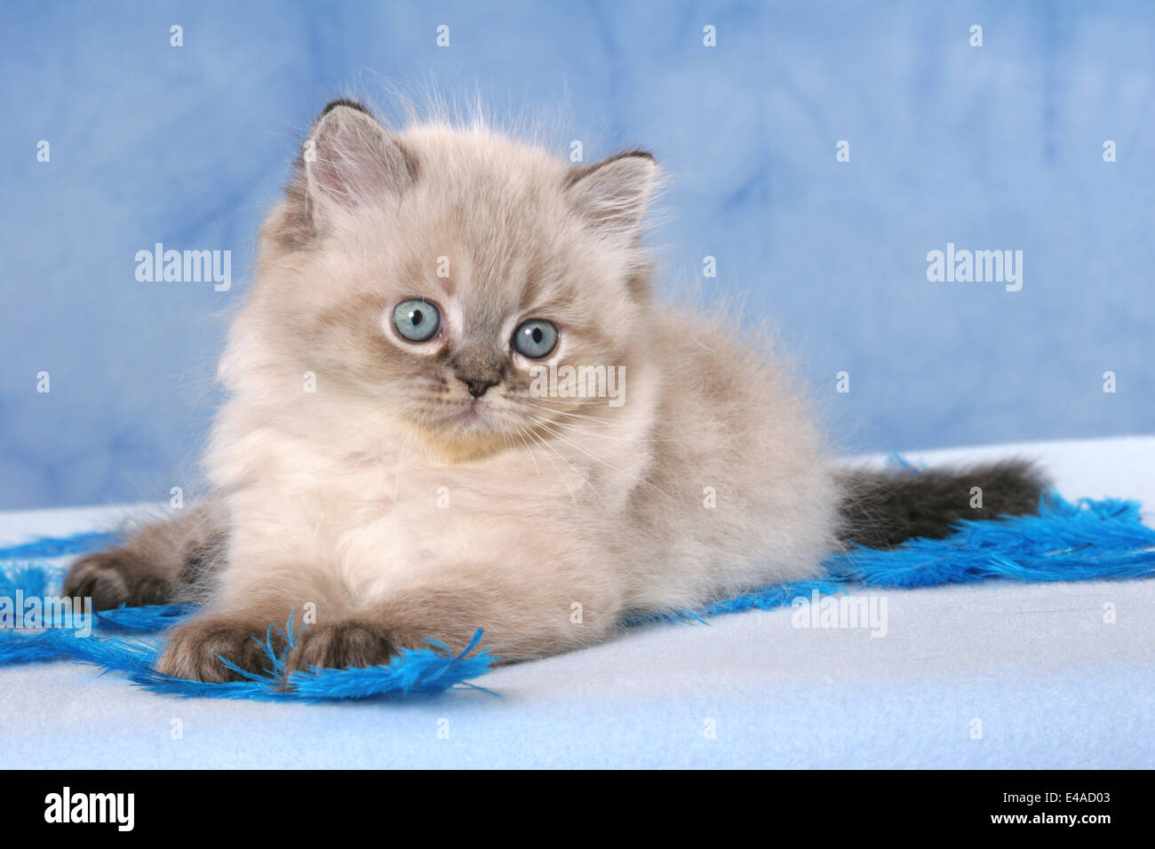 Blue point himalayan persian hi-res stock photography and images - Alamy