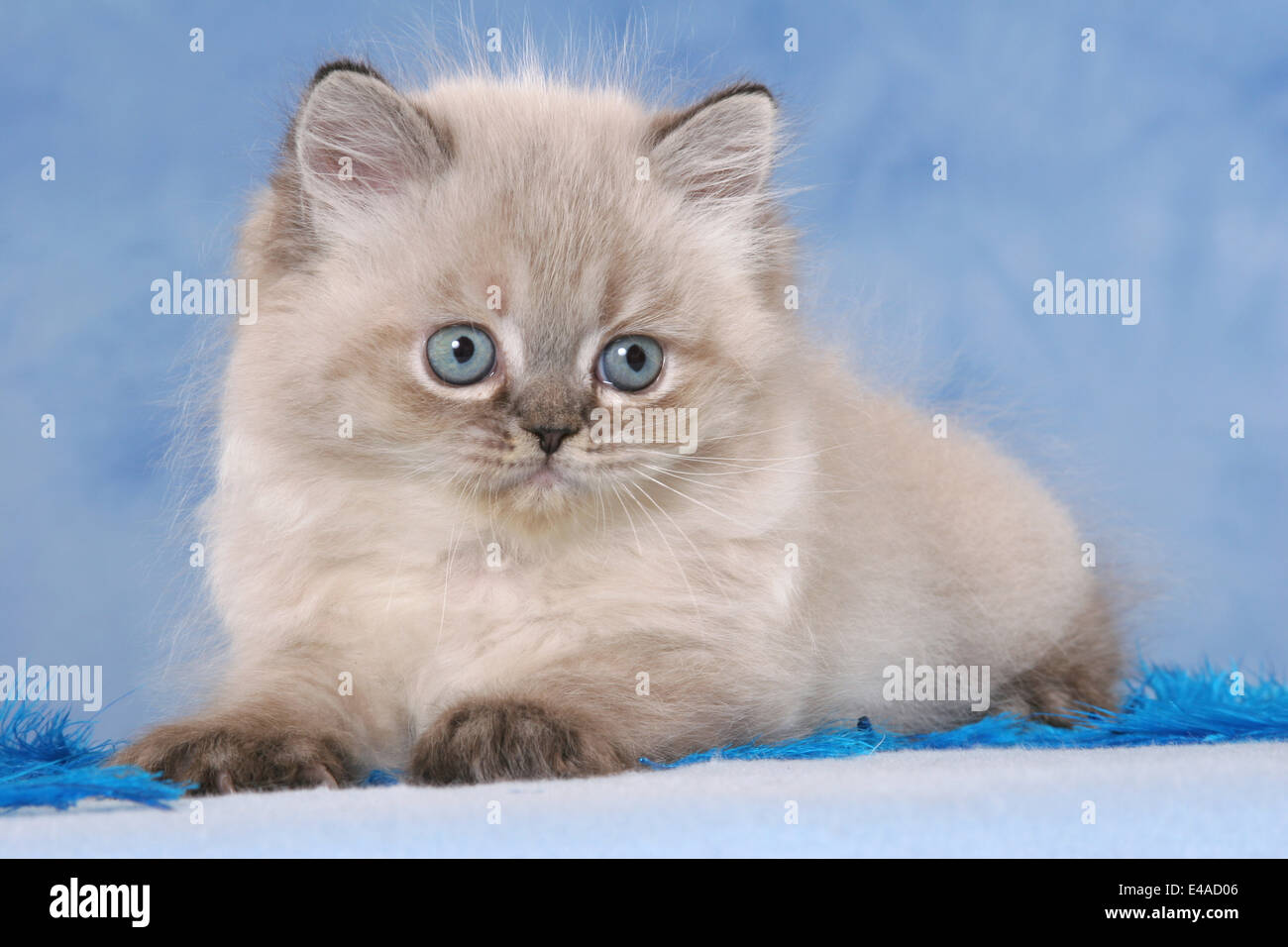 Blue point himalayan persian hi-res stock photography and images - Alamy