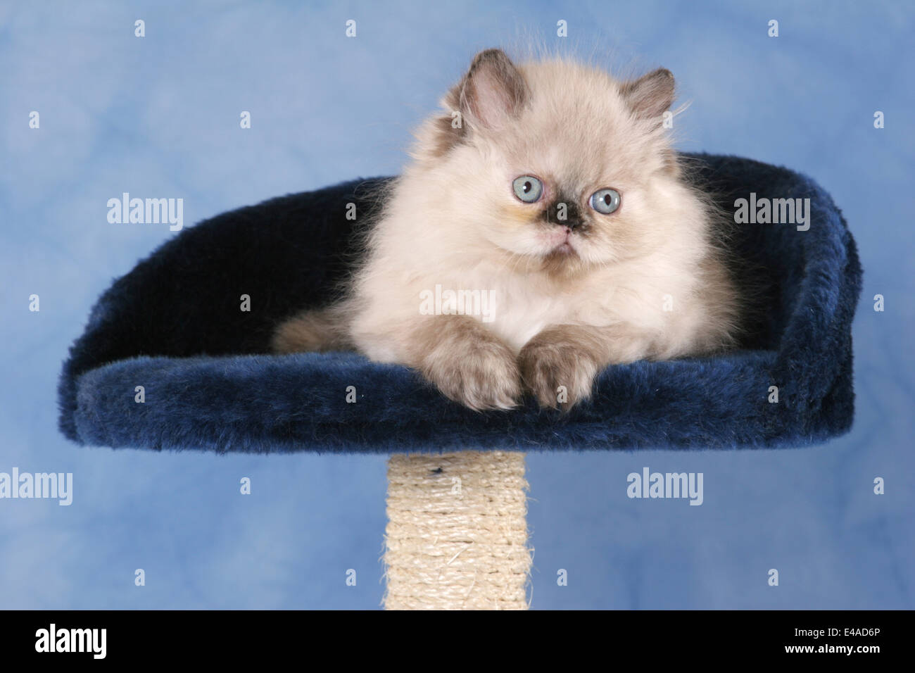 Blue point himalayan persian hi-res stock photography and images - Alamy