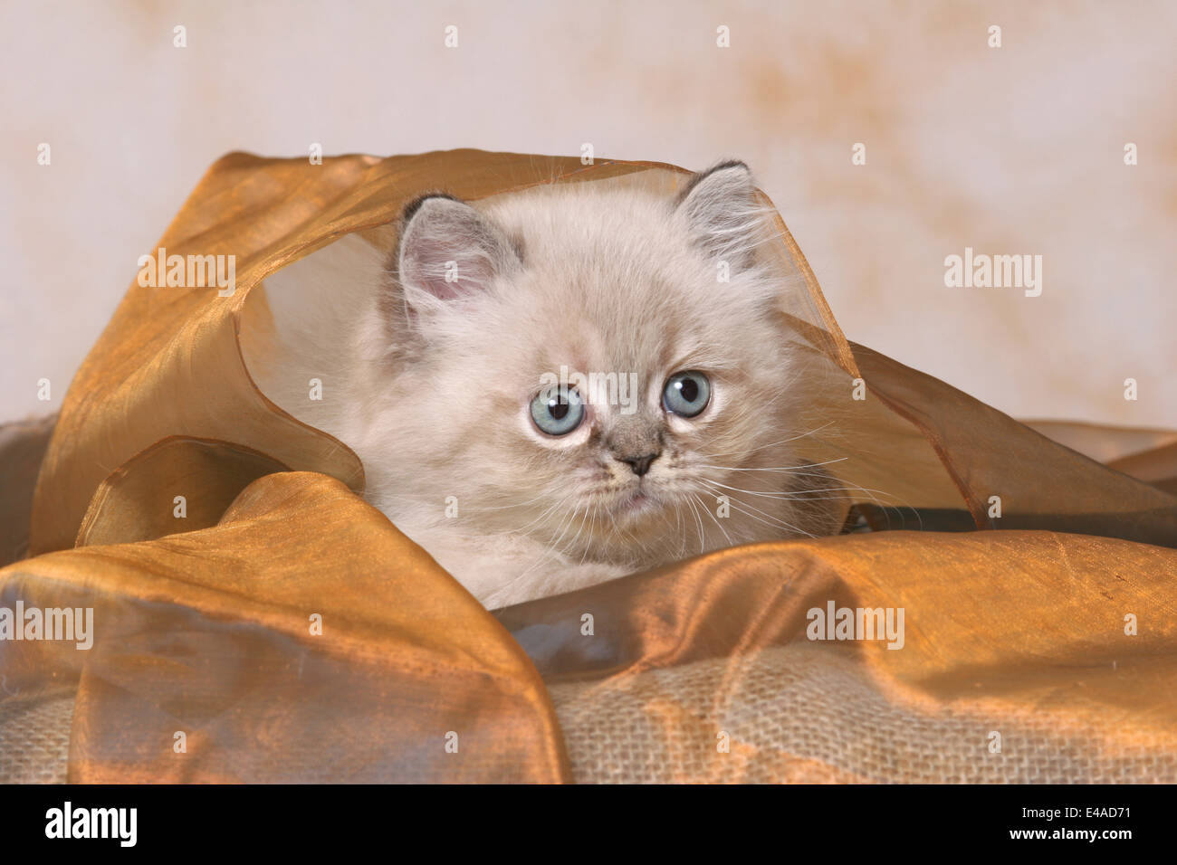 Himalayan tabby hi-res stock photography and images - Alamy