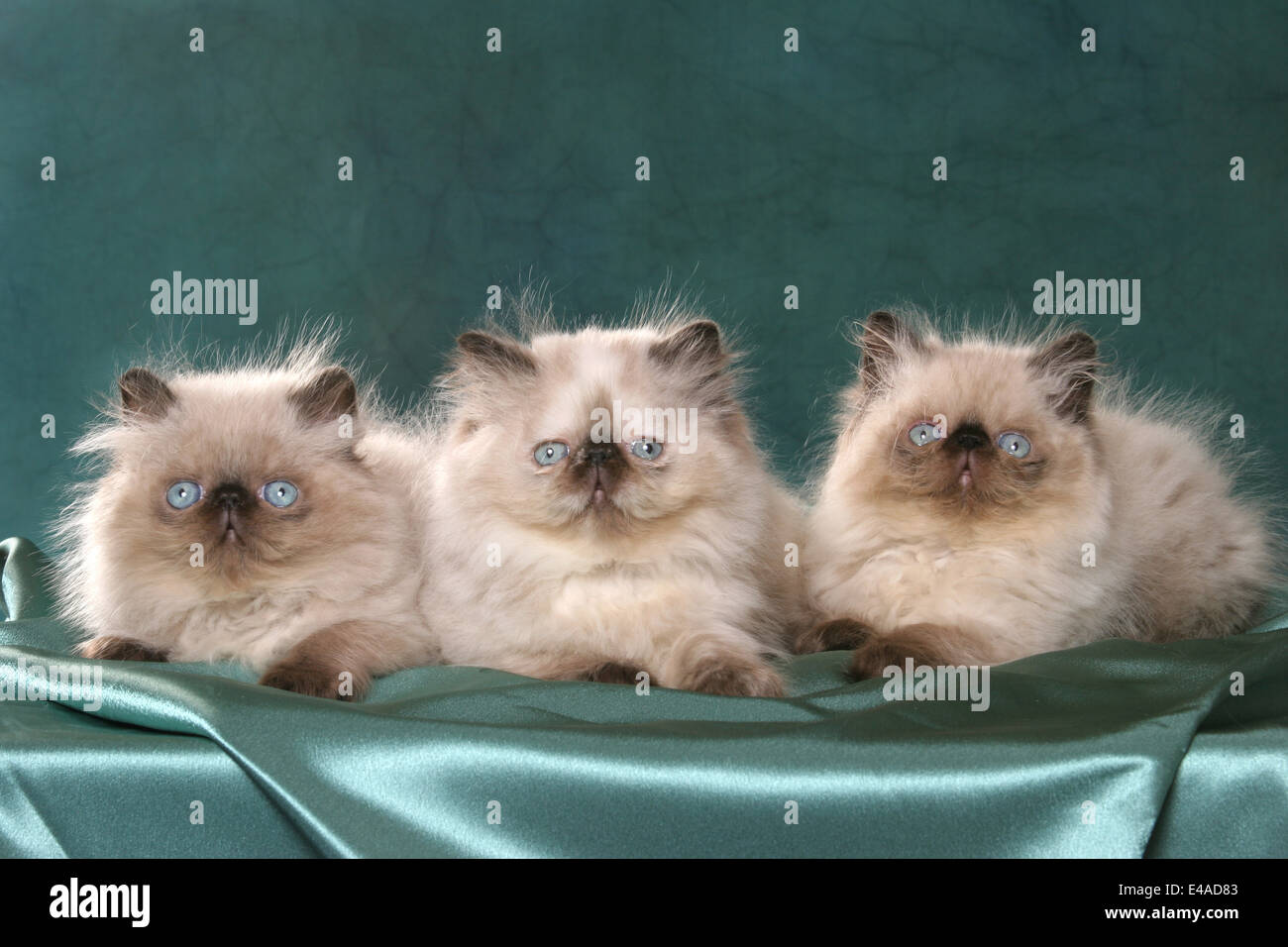Three persian cats hi-res stock photography and images - Alamy