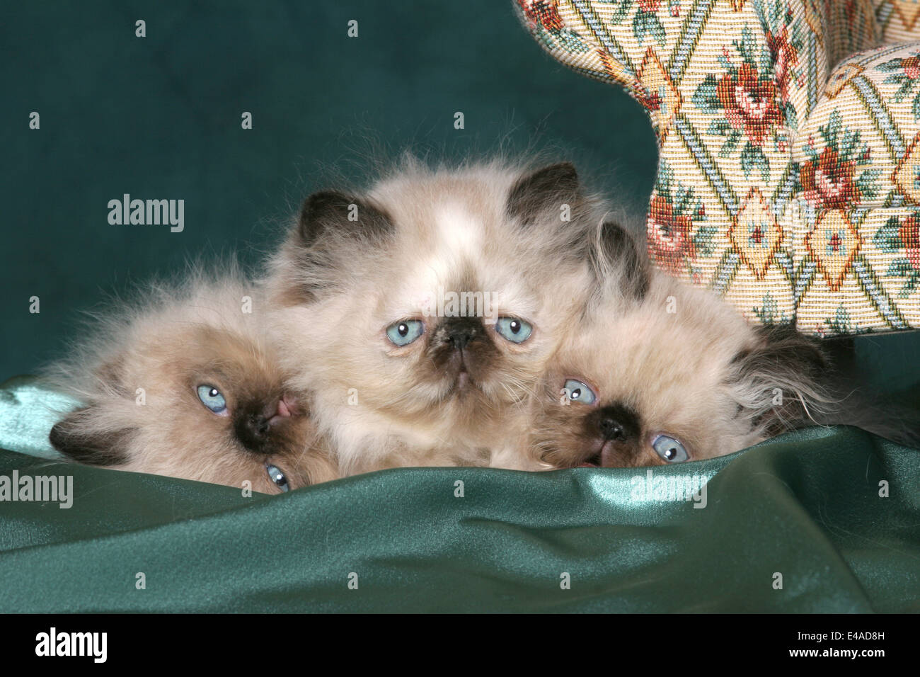 Three persian cats hi-res stock photography and images - Alamy