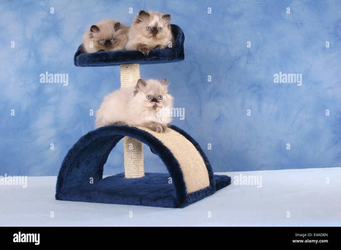 Blue point himalayan persian hi-res stock photography and images - Alamy