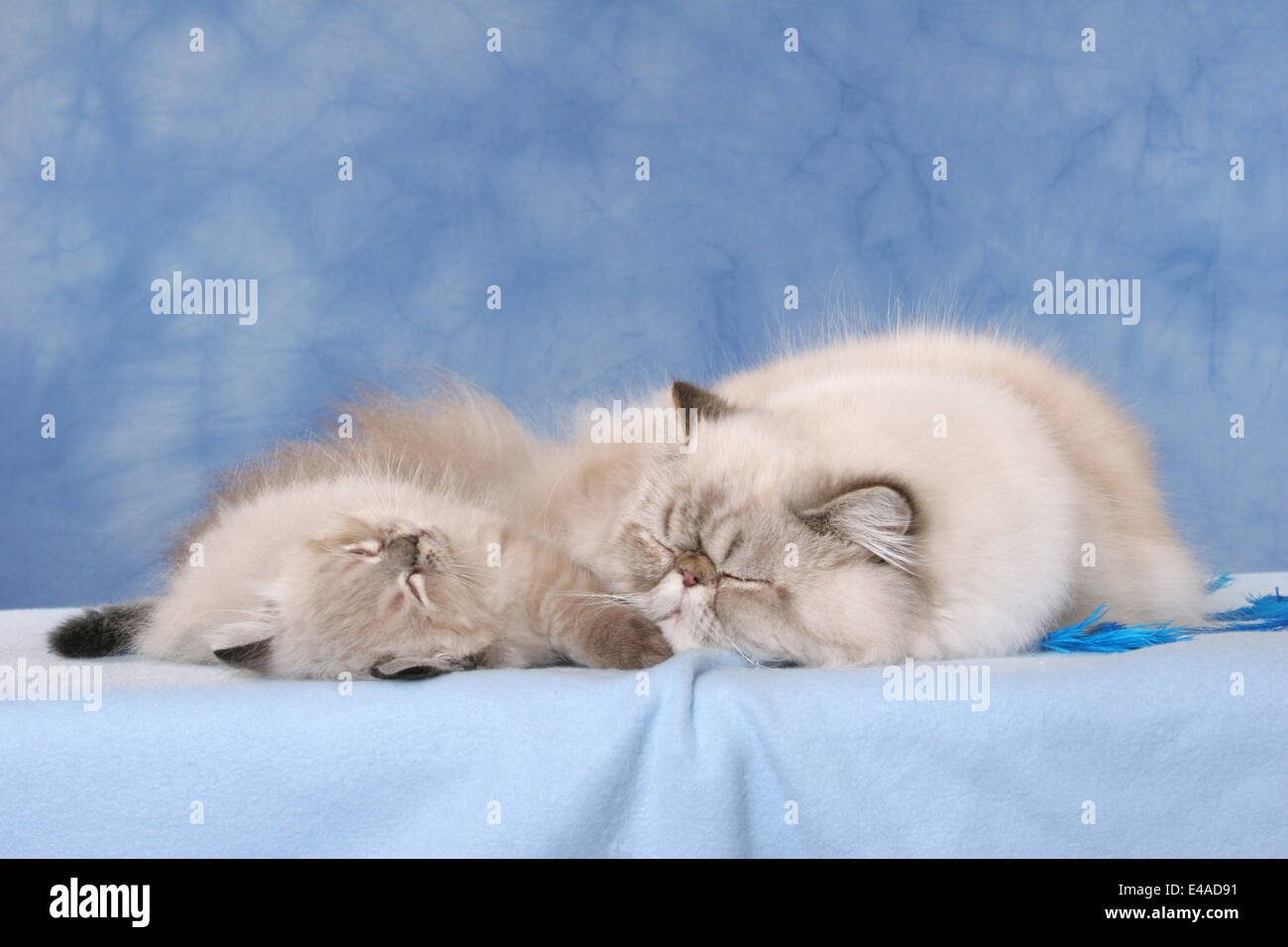 Blue point himalayan persian hi-res stock photography and images - Alamy