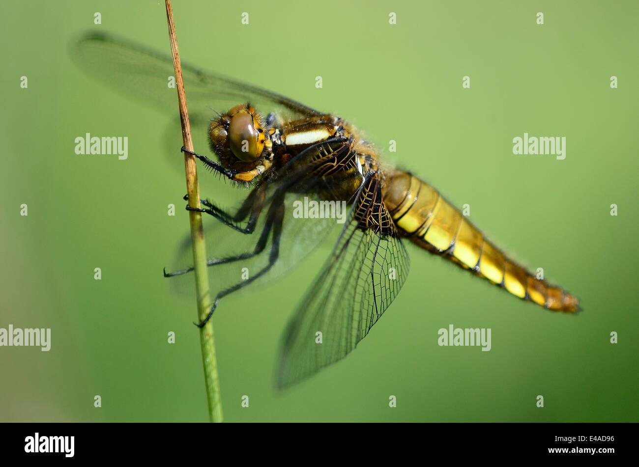 broad-bodied chaser dragonfly at rest Stock Photo - Alamy