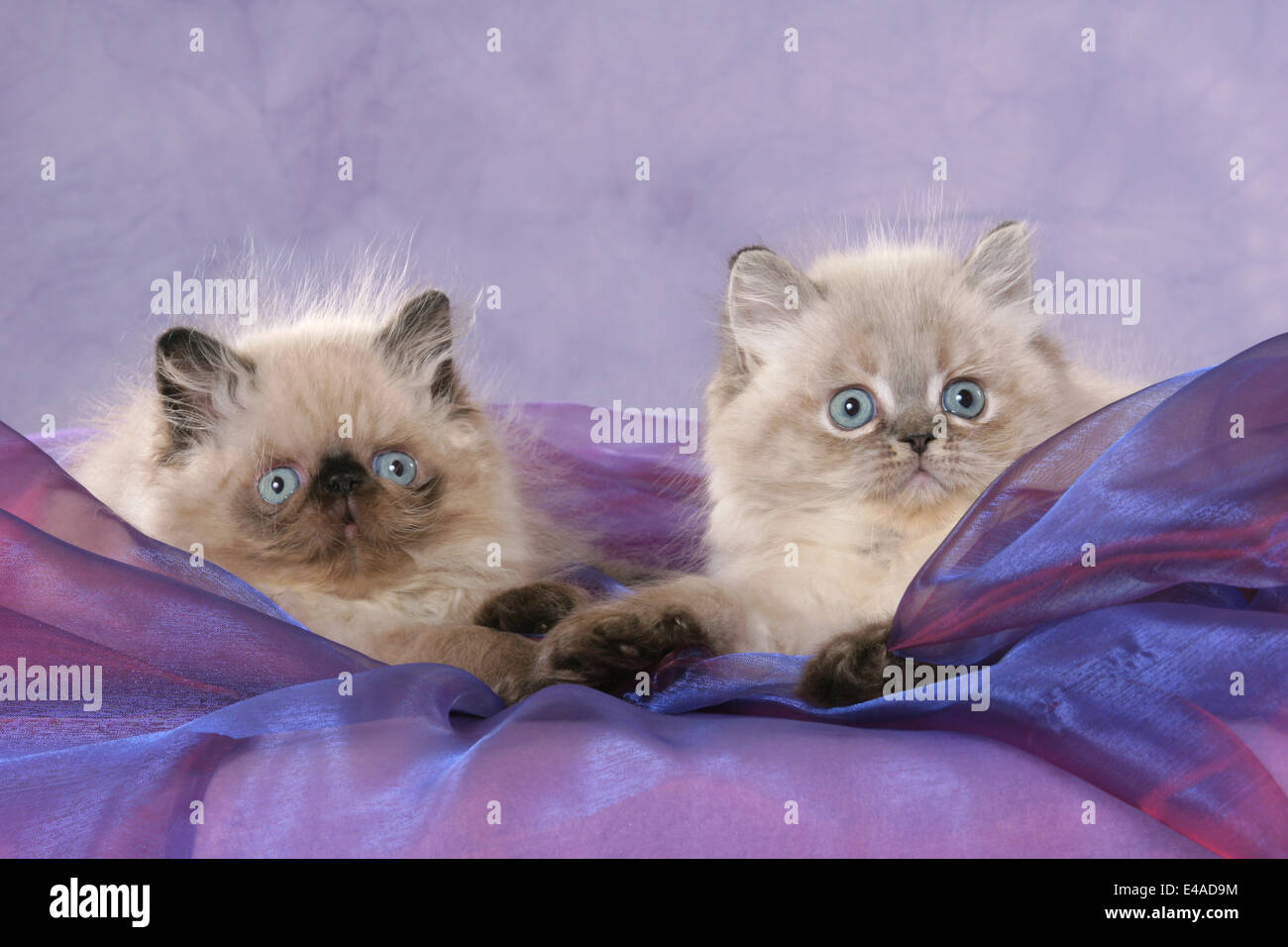 Persian cloth lies hi-res stock photography and images - Alamy