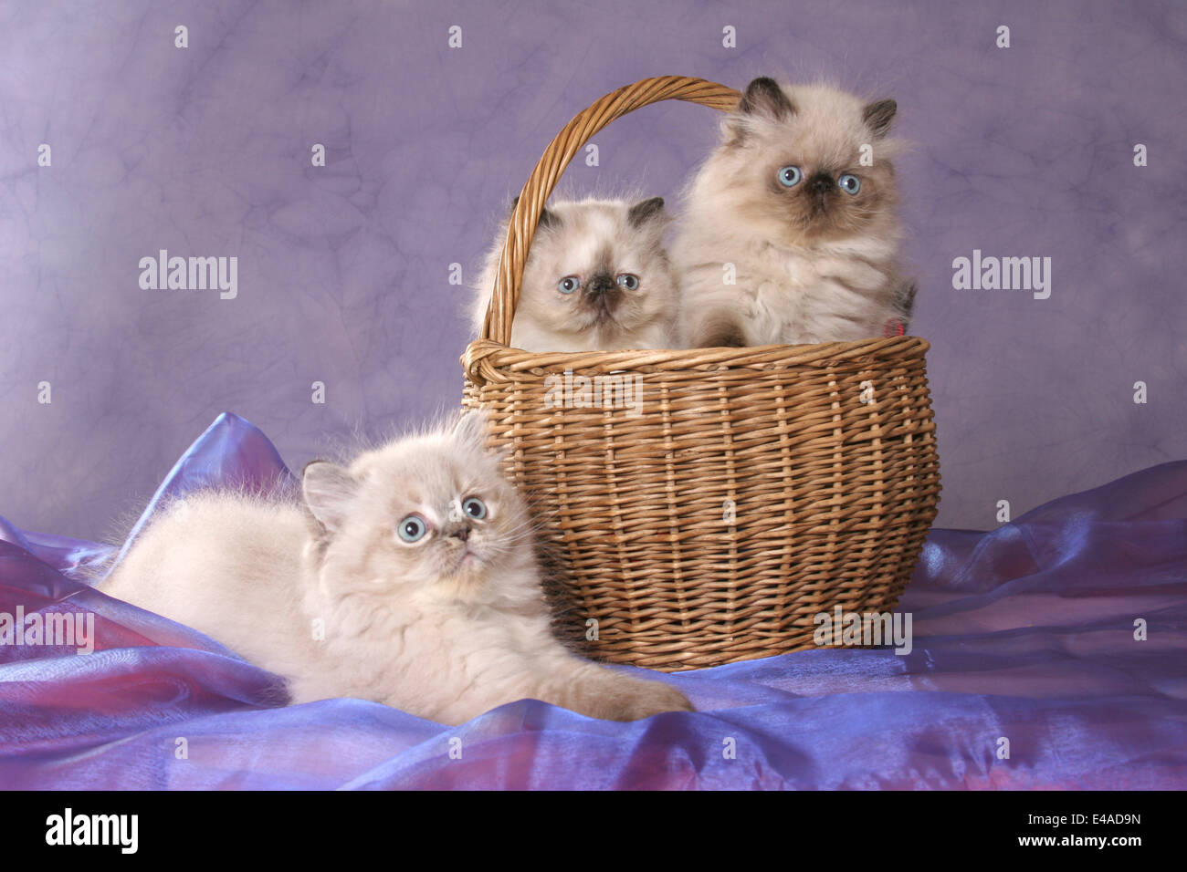 Persian lilac hi-res stock photography and images - Alamy