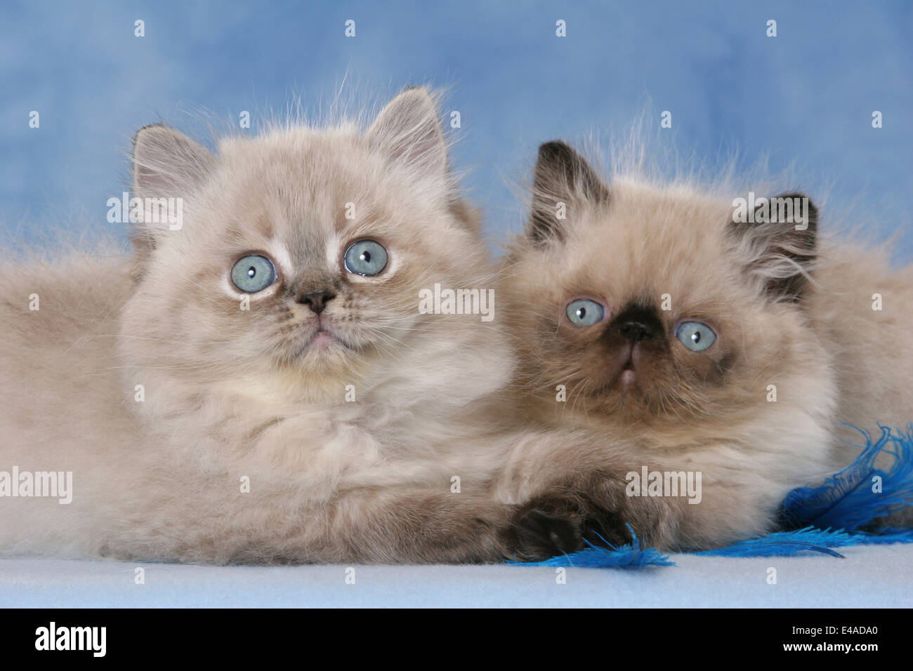 Persian kitten blue hi-res stock photography and images - Alamy