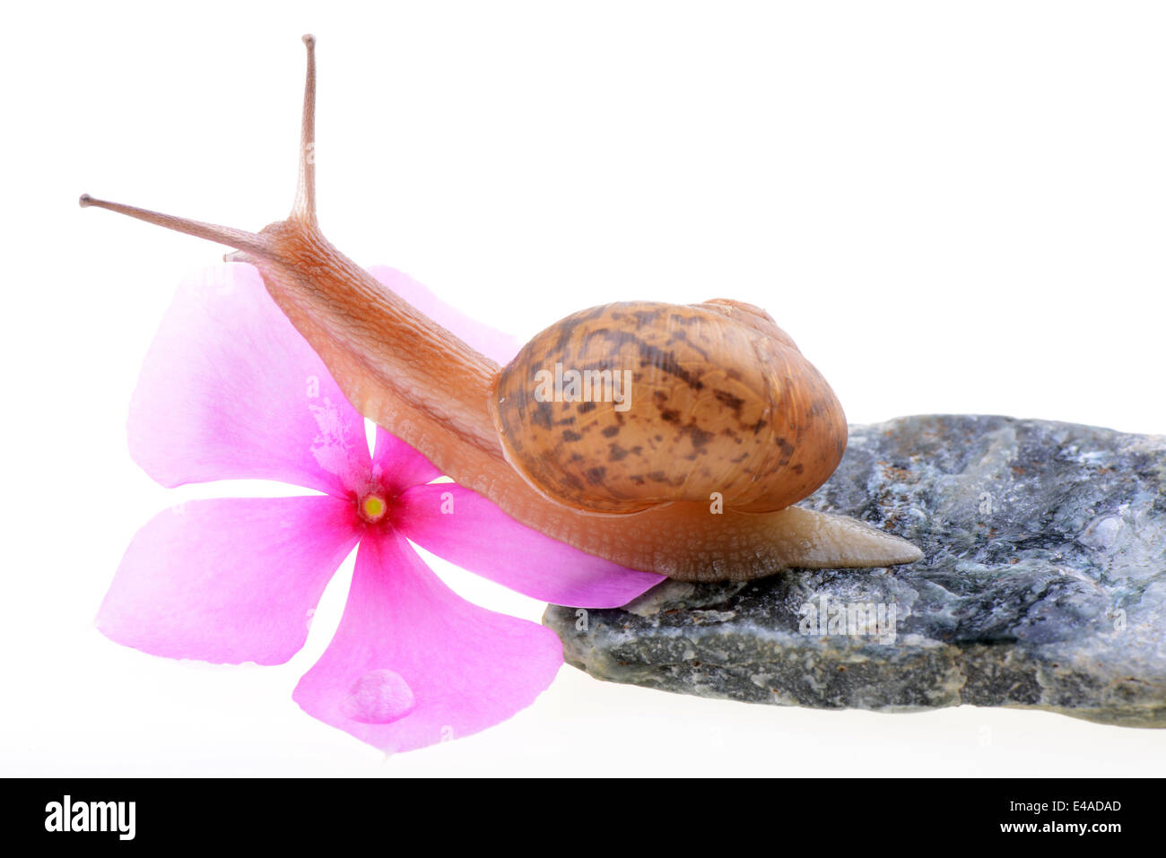 Snail with a purple flower on a white background Stock Photo - Alamy