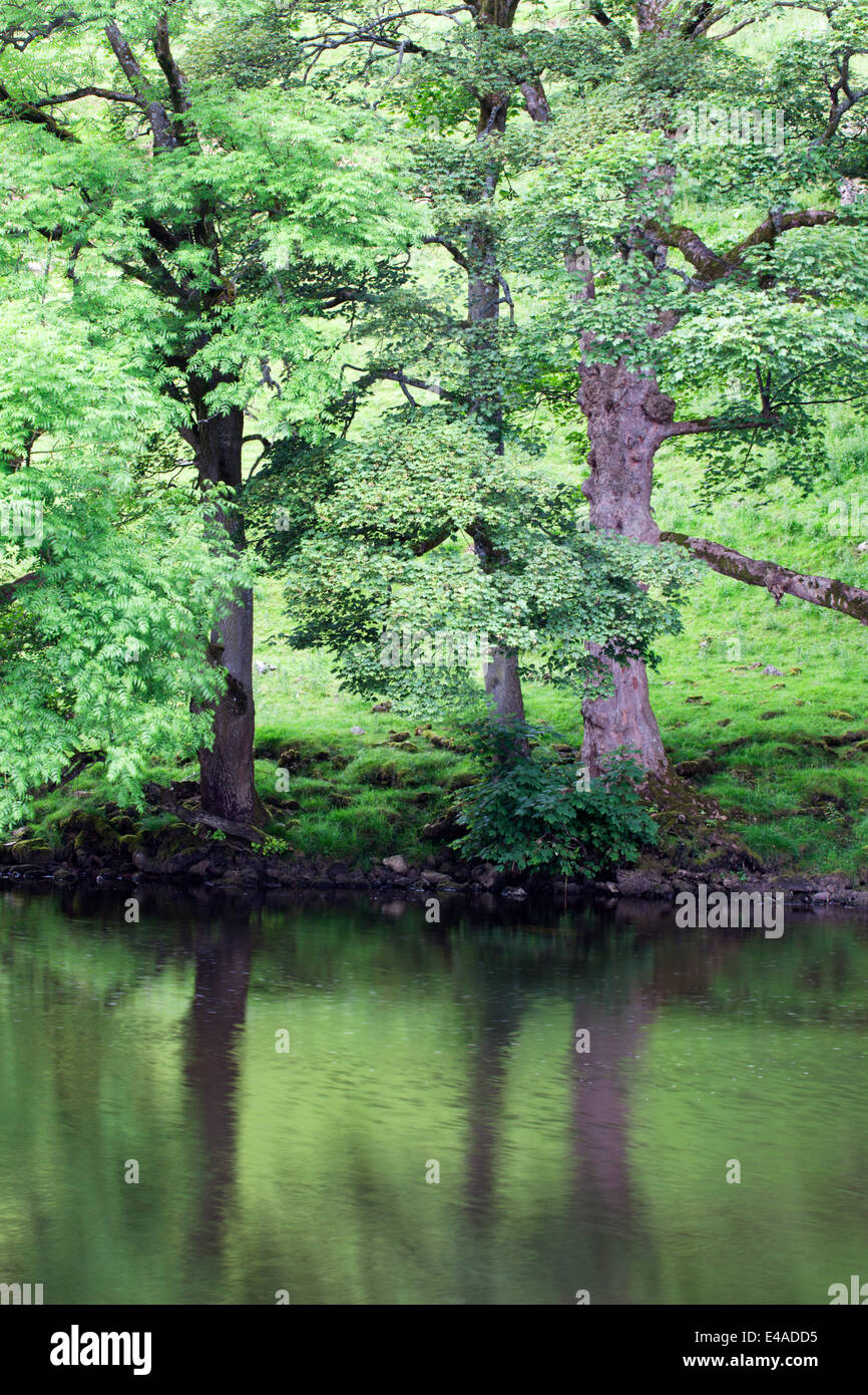 The three trees in summer hi-res stock photography and images - Alamy